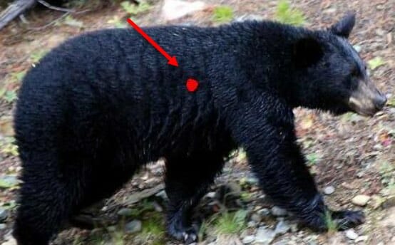 Where To Shoot A Bear With A Bow (Shot Placement Tips)