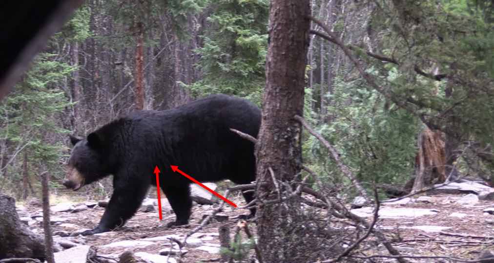 Where To Shoot A Bear With A Bow (Shot Placement Tips)