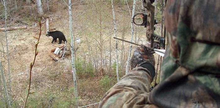 Where To Shoot A Bear With A Bow (Shot Placement Tips)